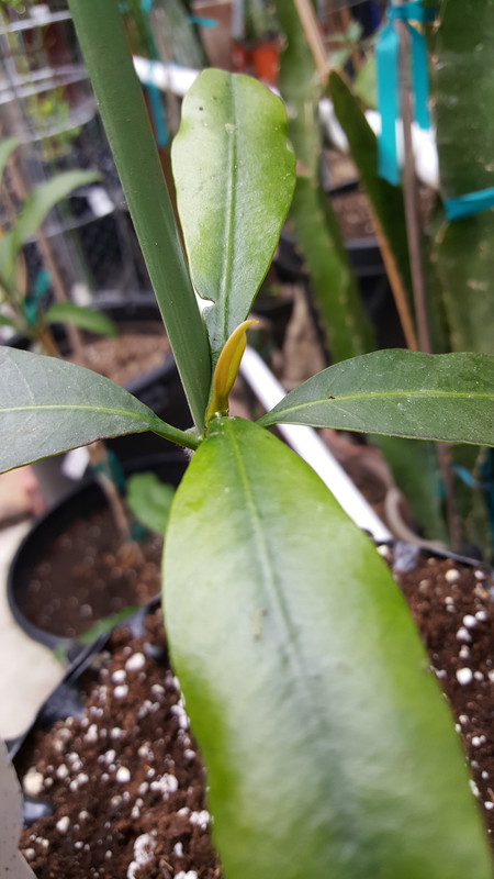 20170317 085118 — Postimages