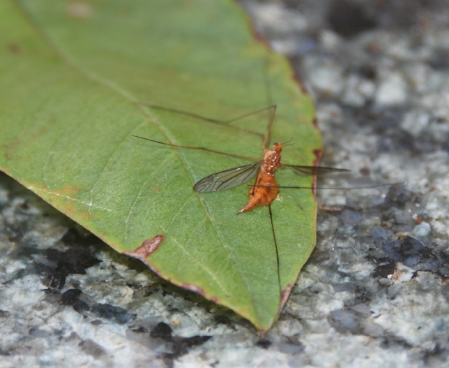 flying insect — Postimages