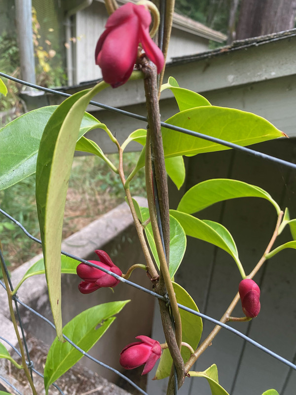 IMG 0345 preview — Postimages