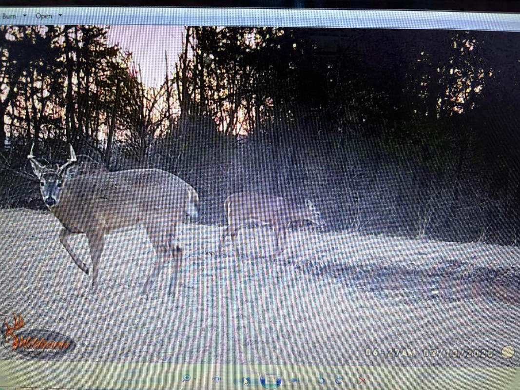 Young buck still has his rack - 24hourcampfire