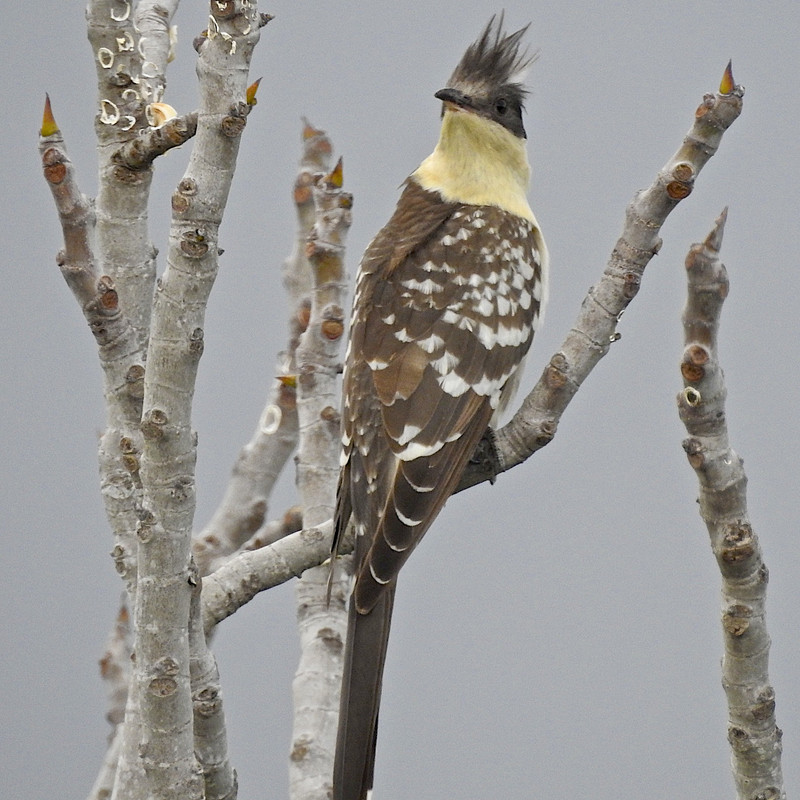 DSCN7878 — Postimages