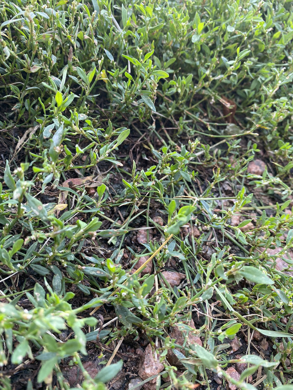 Help With this viney weed | Lawn Care Forum