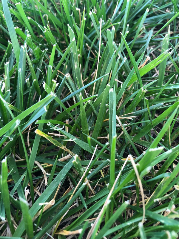 Lawn ID and Dallisgrass | Lawn Care Forum