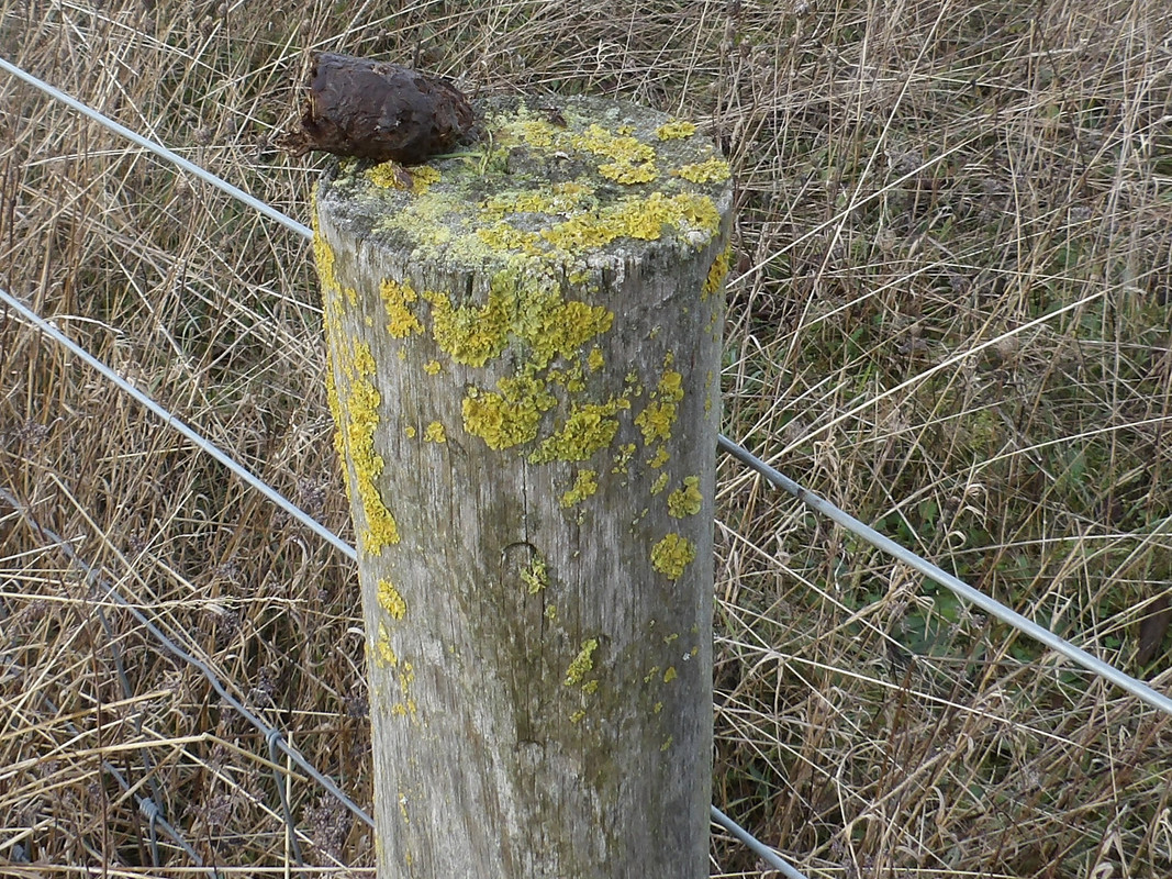 100 0001 — Postimages