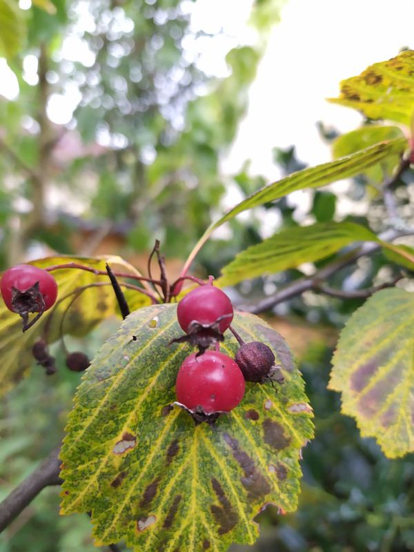 IMG 20201006 150521 — Postimages