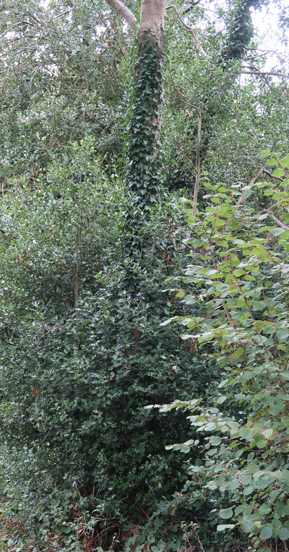 Ivy Growing up a Tree 026 (2) — Postimages