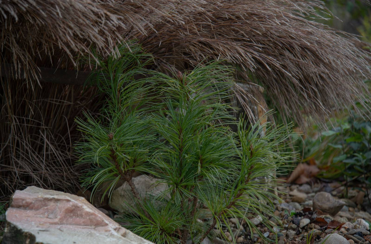 IMG 68180f9fef4198c2f6df5548eb3a8656 V — Postimages