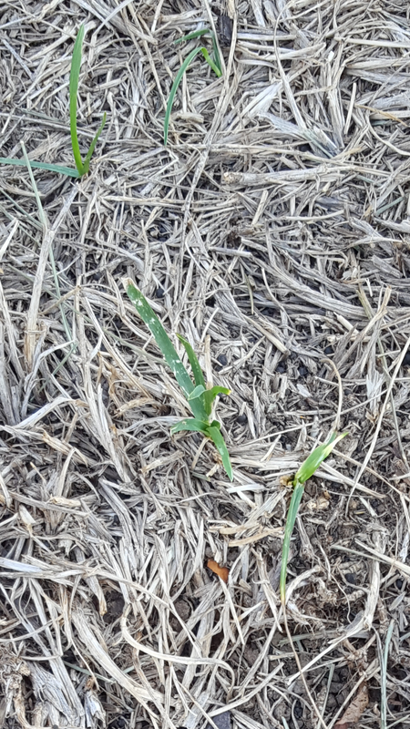 grass004 — Postimages