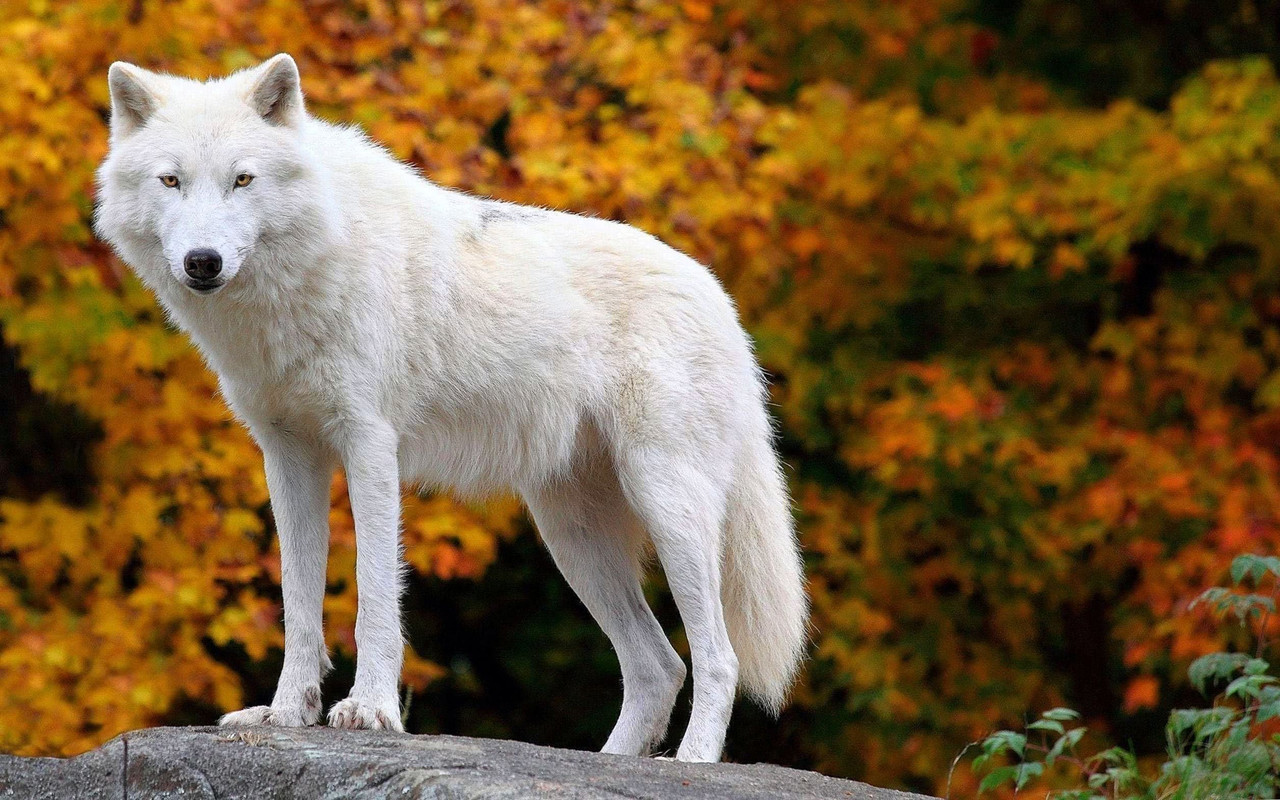 arctic wolf wallpapers wallpaper cave 15 wolf wallpapers pro — Postimages