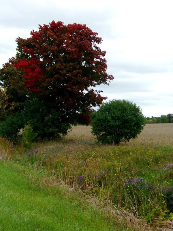 Red tree — Postimages