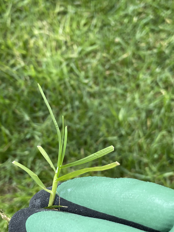 What is this pale colored big-bladed grass? | Lawn Care Forum