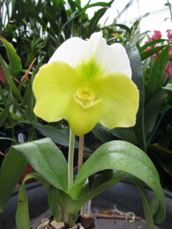 IMG 1803 — Postimages