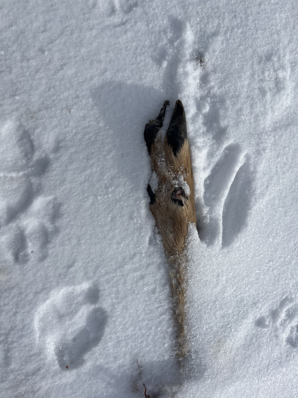 IMG 4816 — Postimages