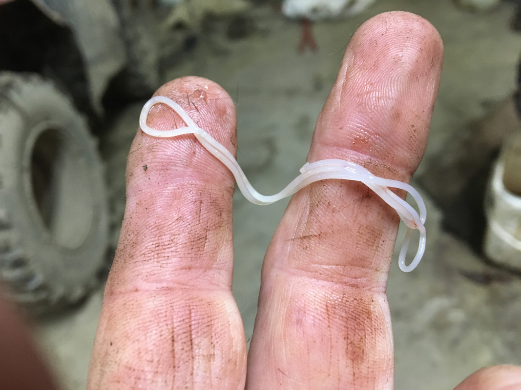 Ever see these before? | The HuntingPA.com Outdoor Community