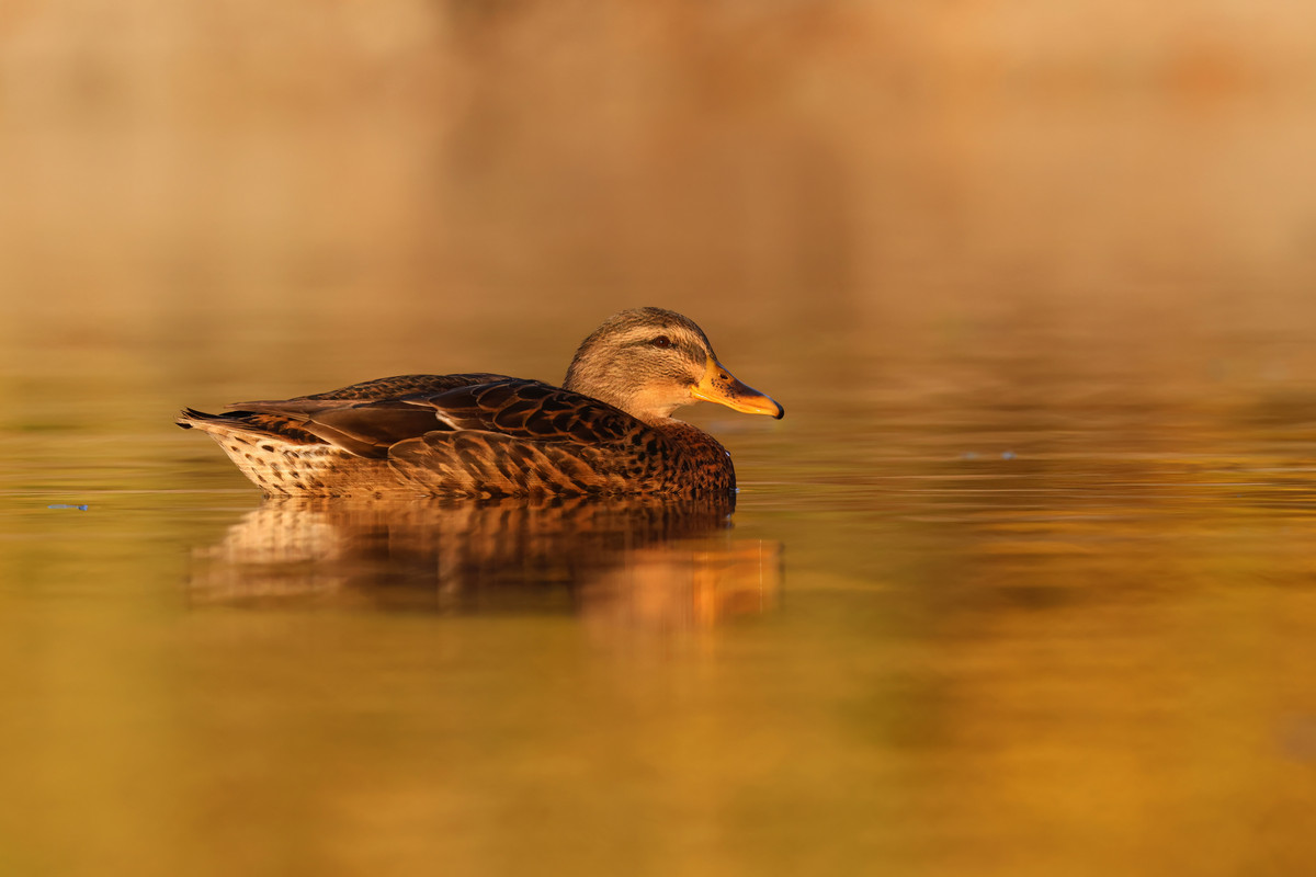 5 E3 A2807 topaz denoise sharpen — Postimages