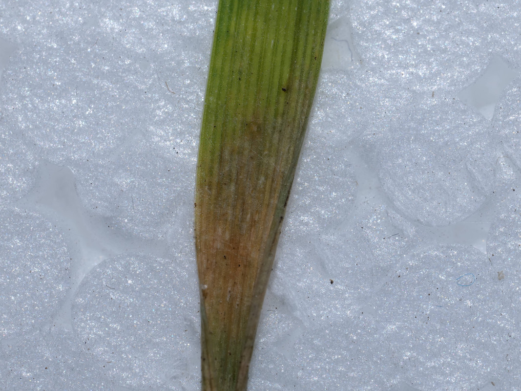 Fa Incubation 3d 20220925b — Postimages