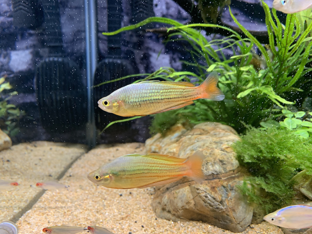 680 F6360 FEF6 4221 B6 CA 285 A6 E377 BA3 — Postimages