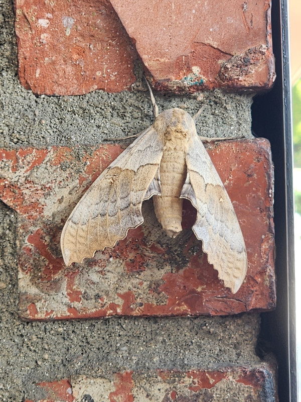 My mom noticed her on the wall — Postimages