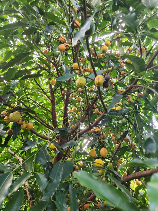 Achacha tree with fruit — Postimages