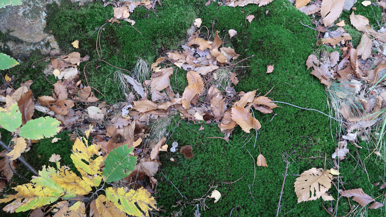 IMG 0472 — Postimages