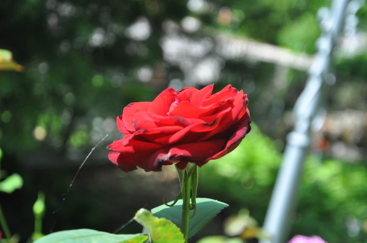 DSC 0055 — Postimages