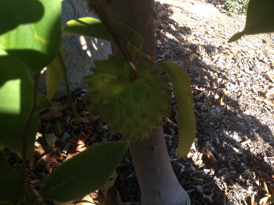 IMG 0397 — Postimages