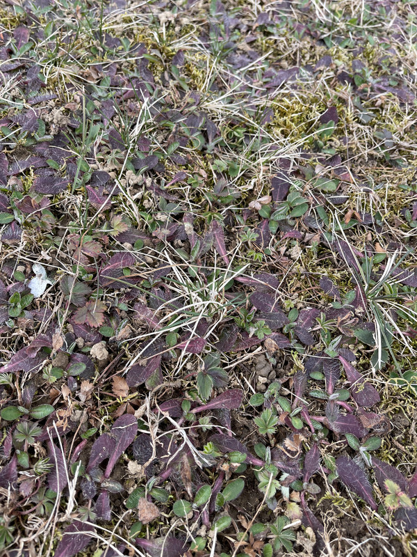 IMG 1963 — Postimages