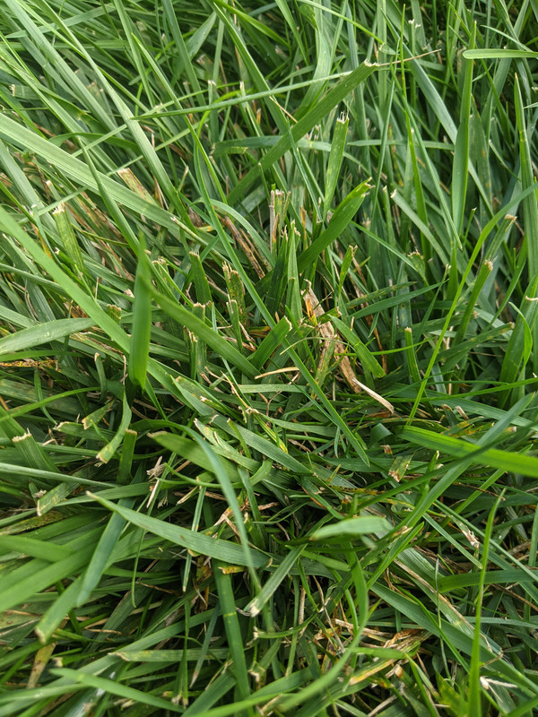 Help me identify this bunch type grass | Lawn Care Forum
