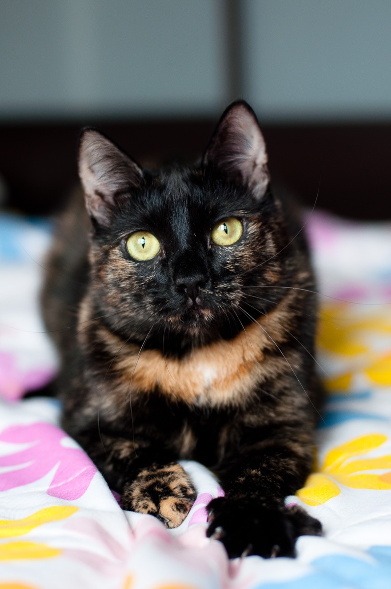 kotes 52 — Postimages