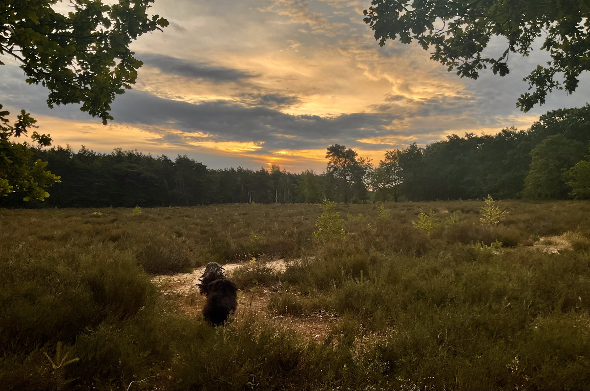 IMG 6380 — Postimages