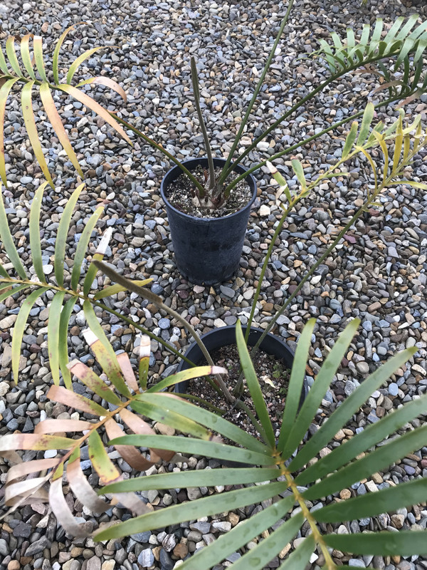 26183005 2 A73 4 F33 B6 BF 00406 C50 F4 C8 — Postimages