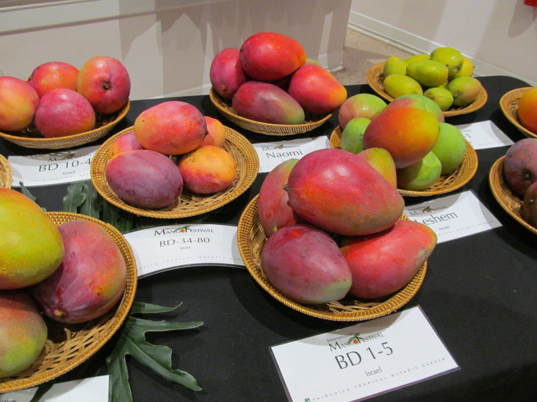 Mango Fest2015 005 — Postimages