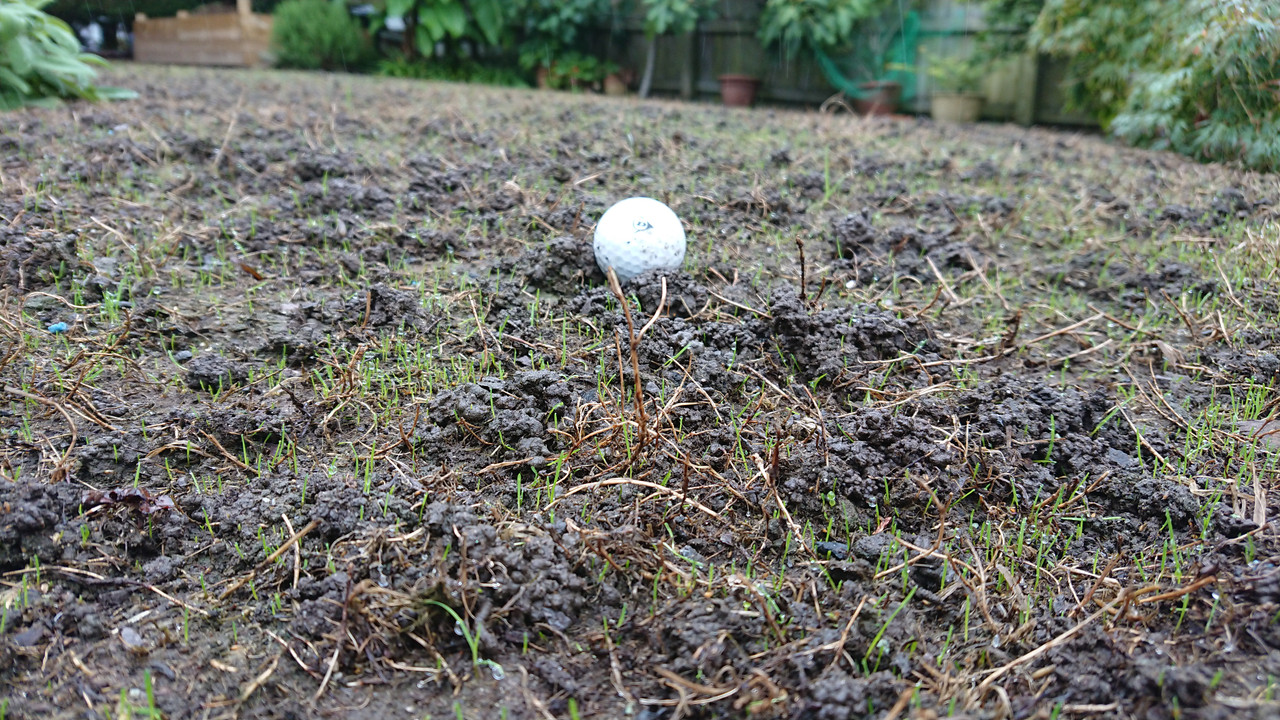 Worm cast mounds in a reno | Lawn Care Forum