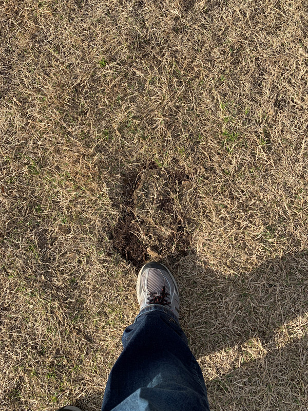 How deep do you let rocks lay | Lawn Care Forum