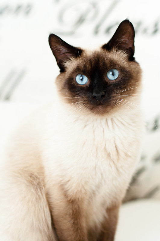 vik 8 — Postimages