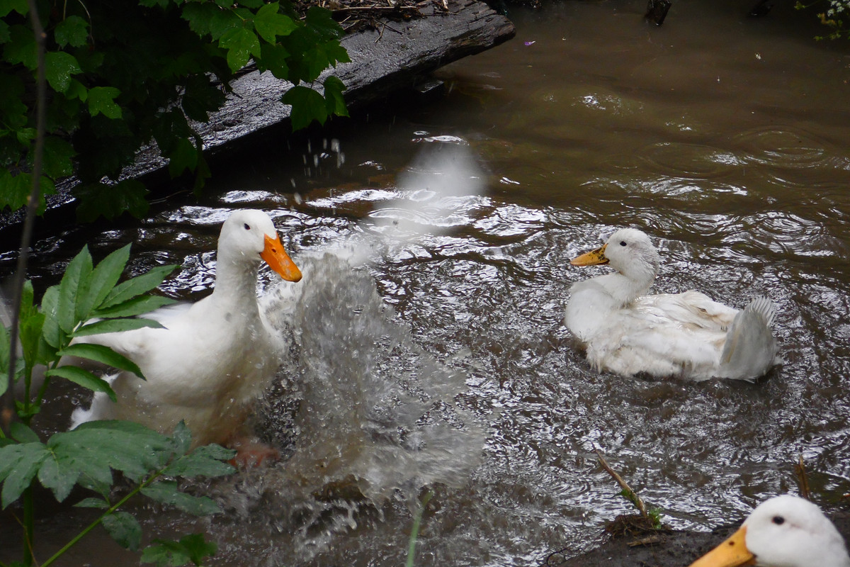 SAM 4400 — Postimages