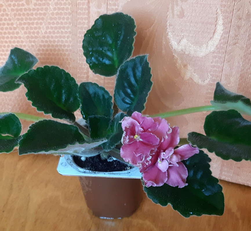 20230806 164719 — Postimages