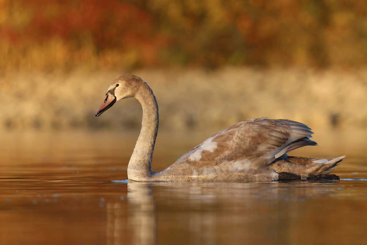 5 E3 A2635 topaz denoise sharpen — Postimages