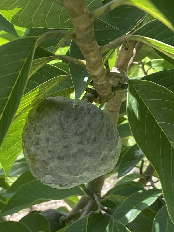 cherilata fruit 2 — Postimages