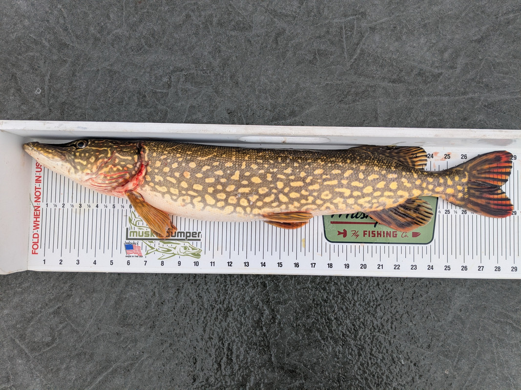 PXL 20250307 144153913 — Postimages