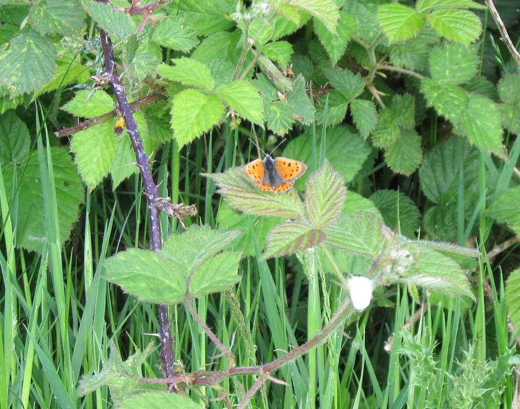 small cop — Postimages