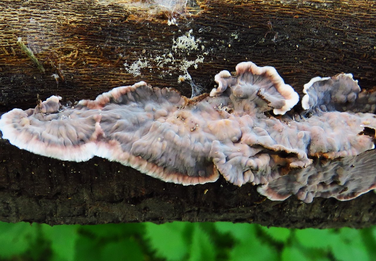 IMG 3186 — Postimages