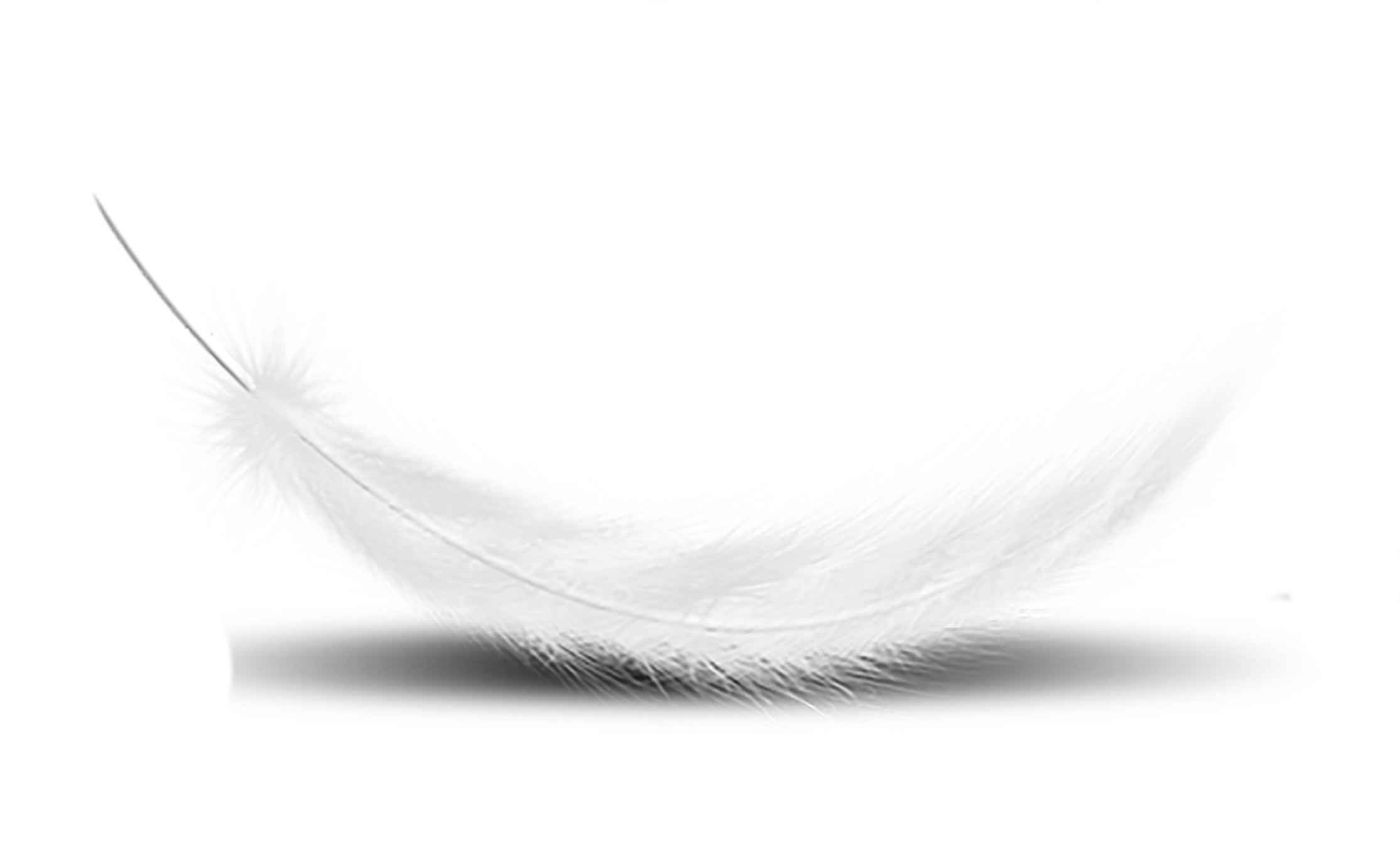 feather — Postimages