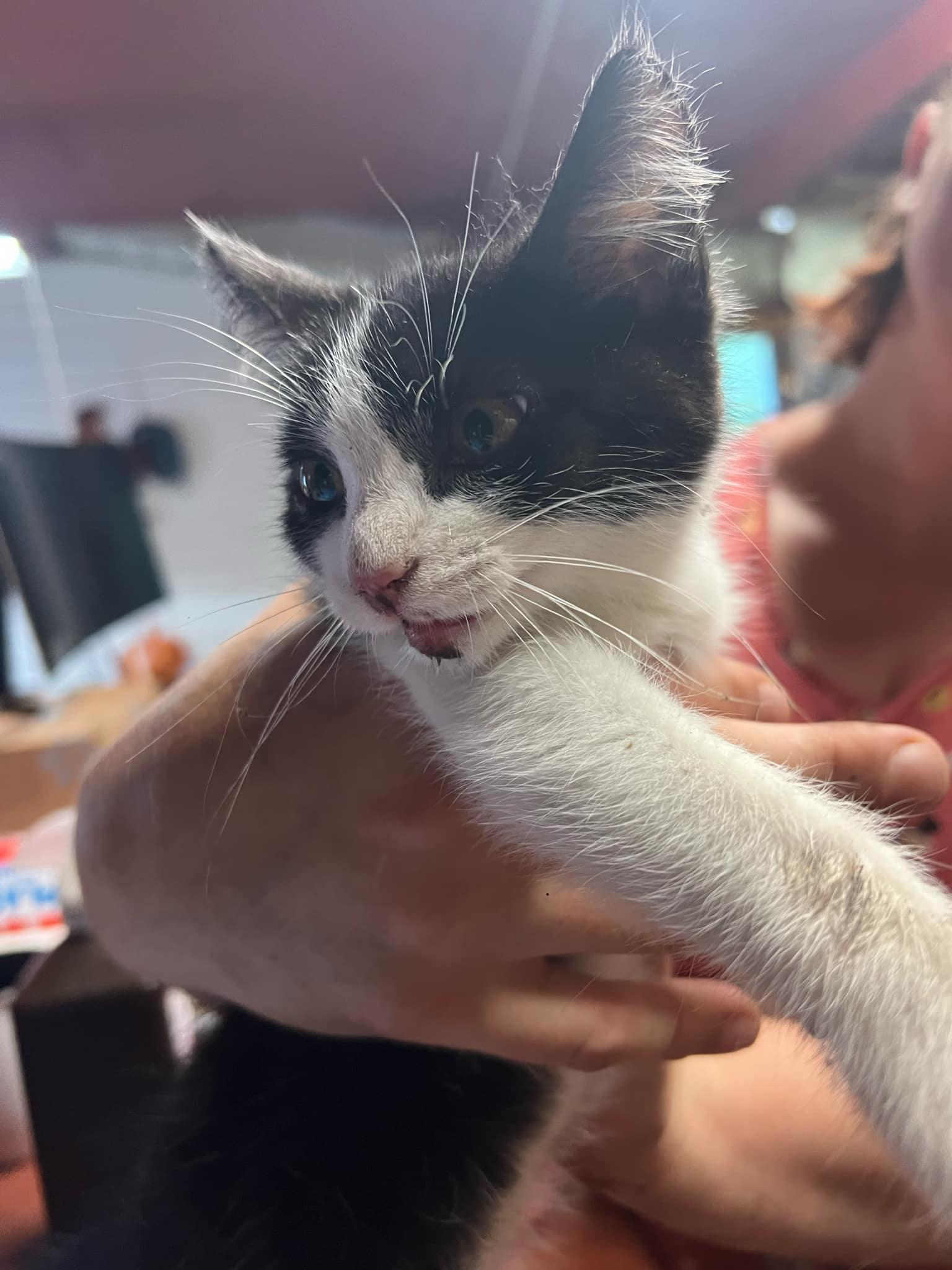 stray cat — Postimages