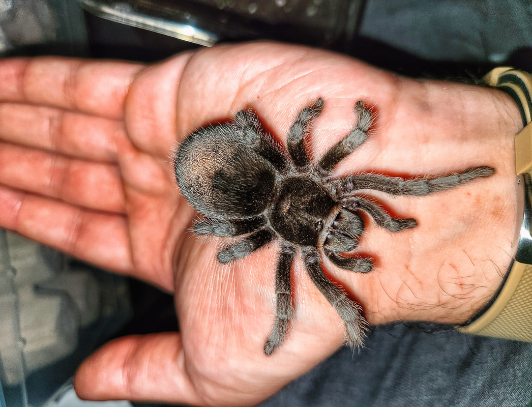 N. incei for beginners? | Page 2 | Arachnoboards