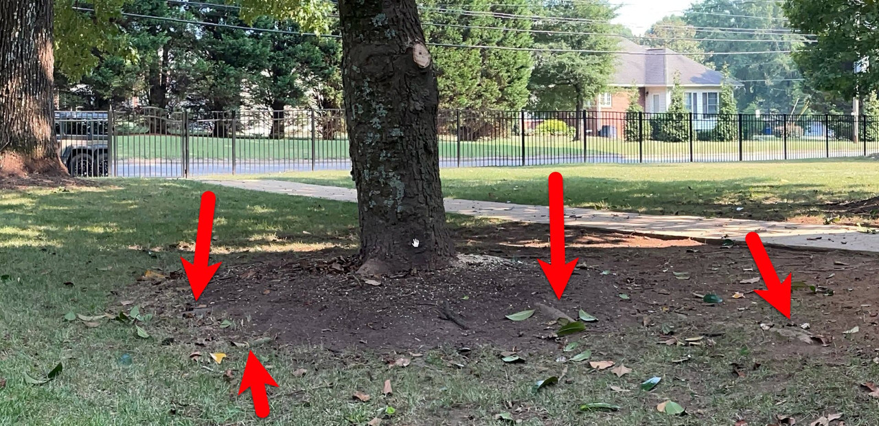 tree roots — Postimages