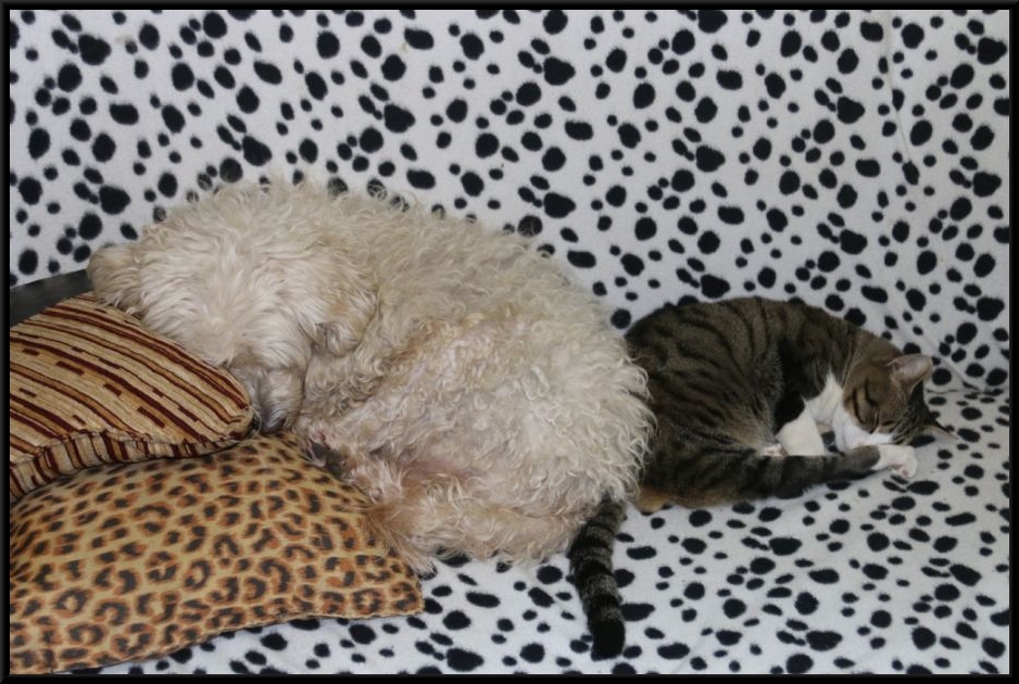 * PETS !!! * - The Miniclip Fan Forum