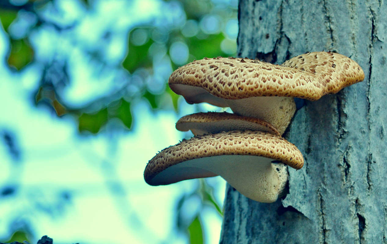 DSC 1836 — Postimages