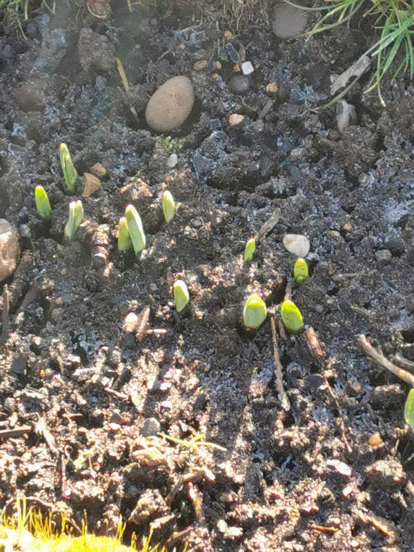 spring2 — Postimages