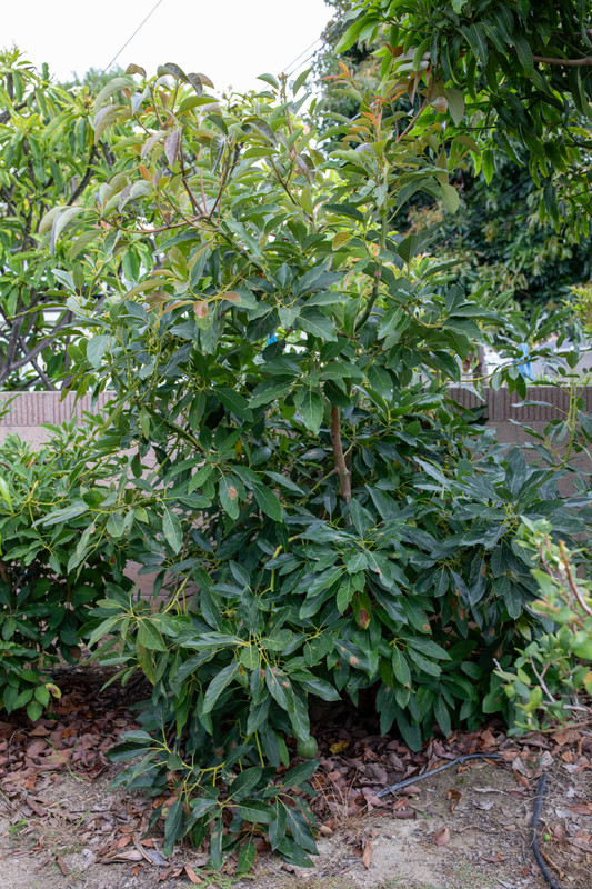 8 U1 A4618 Carmen Sharwil Avocado Tree in RB (8 23 2024) — Postimages